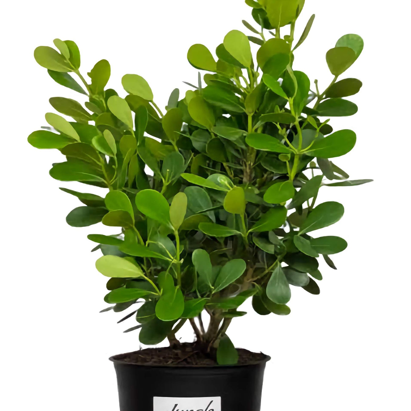 Clusia Hedge – Jungle Plants