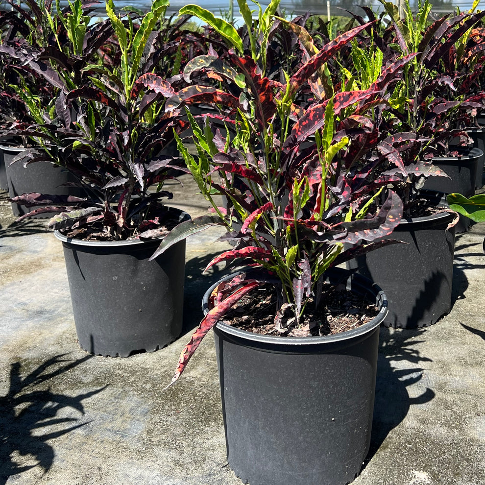Croton 'Pie Crust' – Jungle Plants