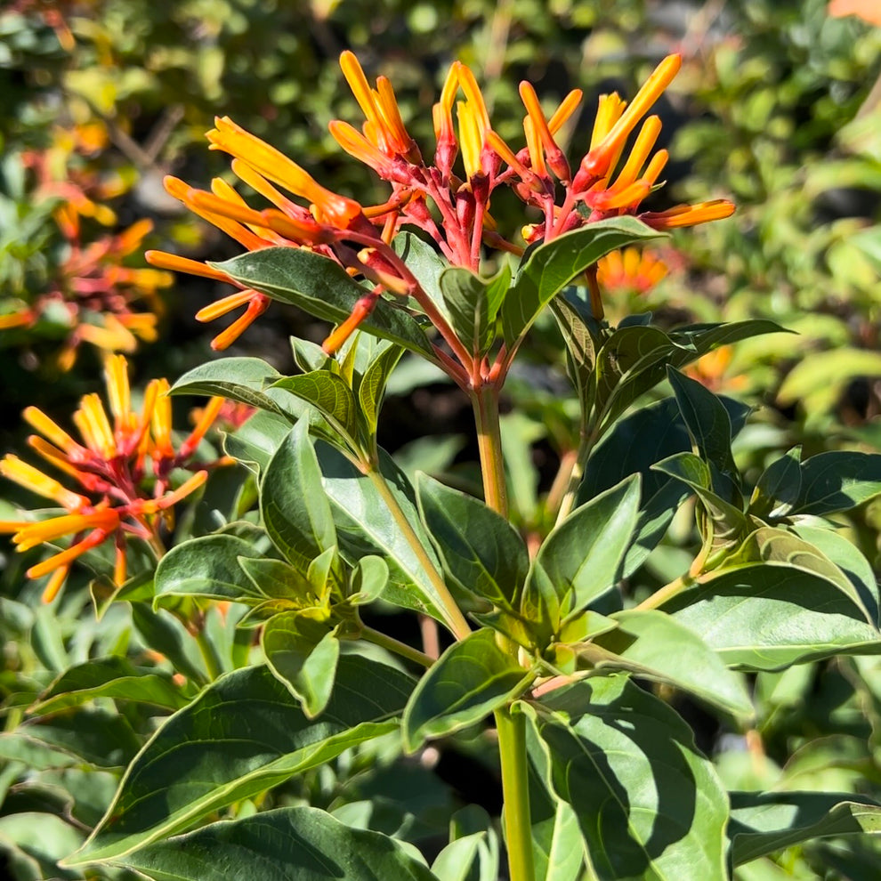 Firebush – Jungle Plants