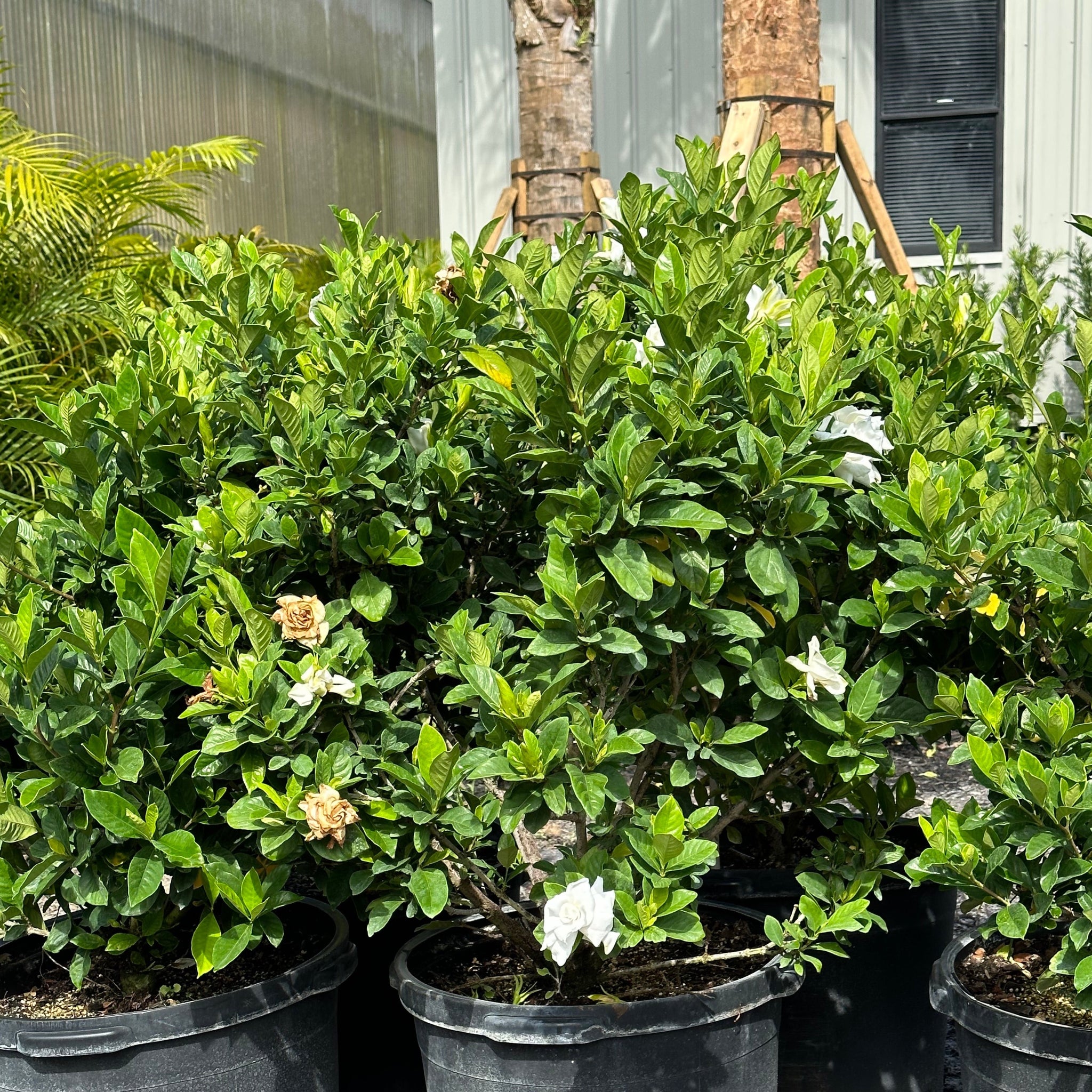 Surprising Miami Supreme Gardenia Pictures