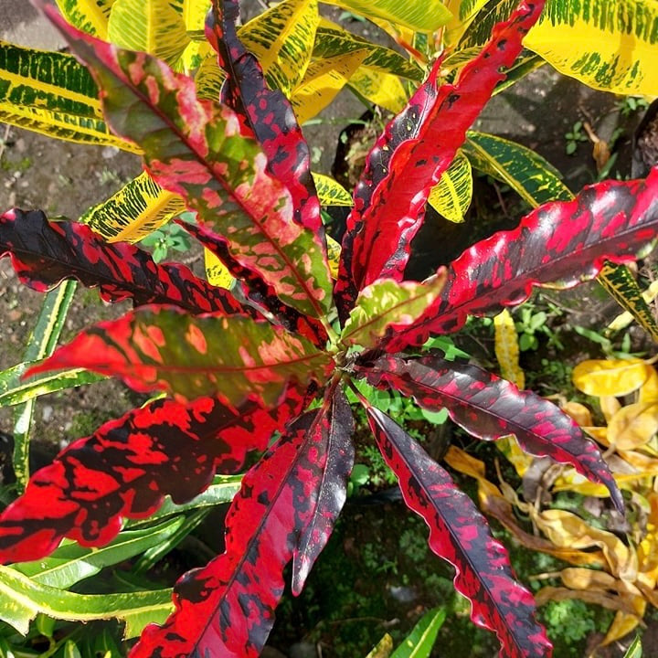 Croton 'Pie Crust' – Jungle Plants