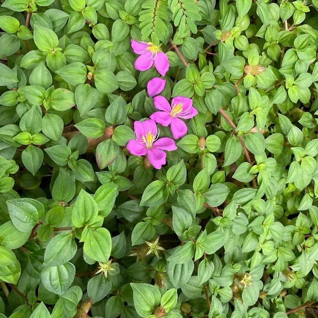Spanish Shawl – Jungle Plants
