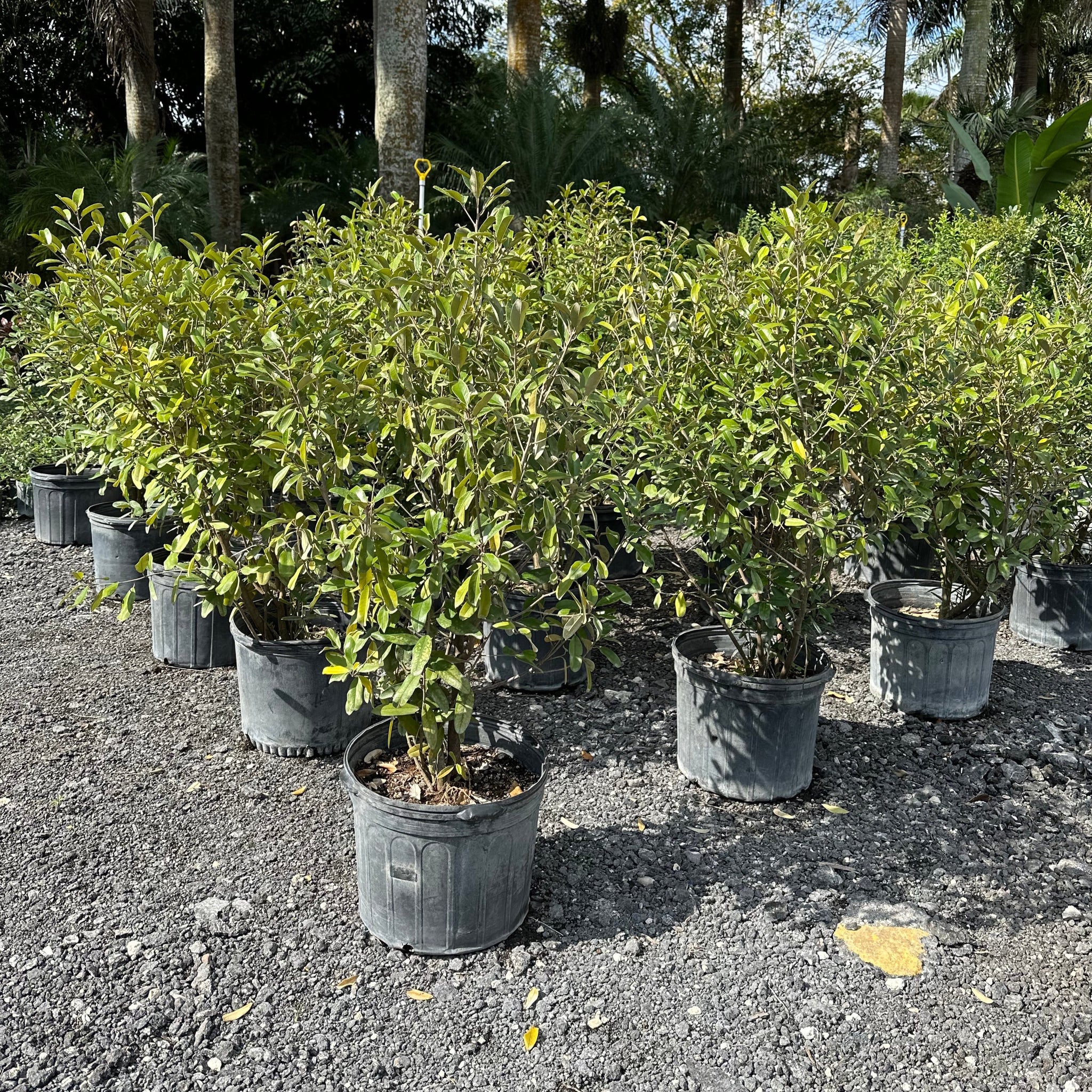 Jamaica Caper – Jungle Plants