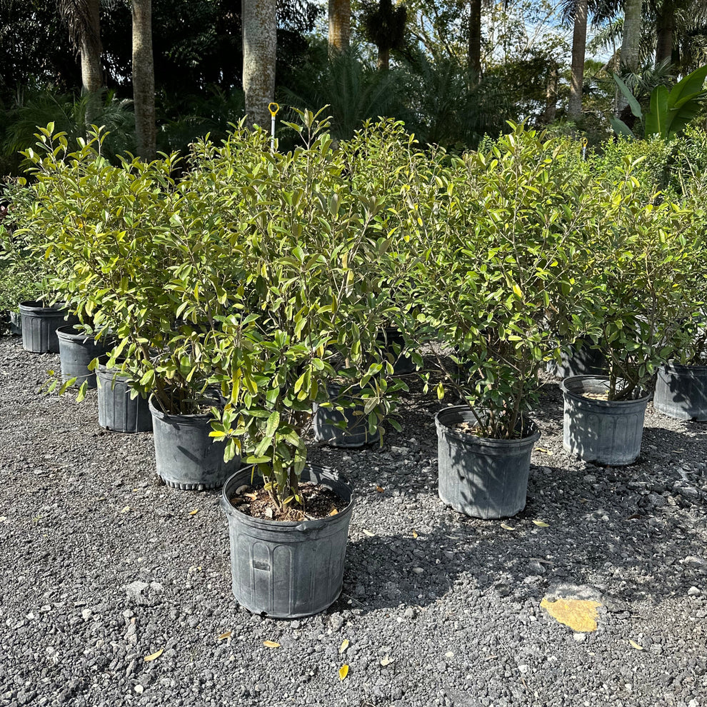 Jamaica Caper – Jungle Plants