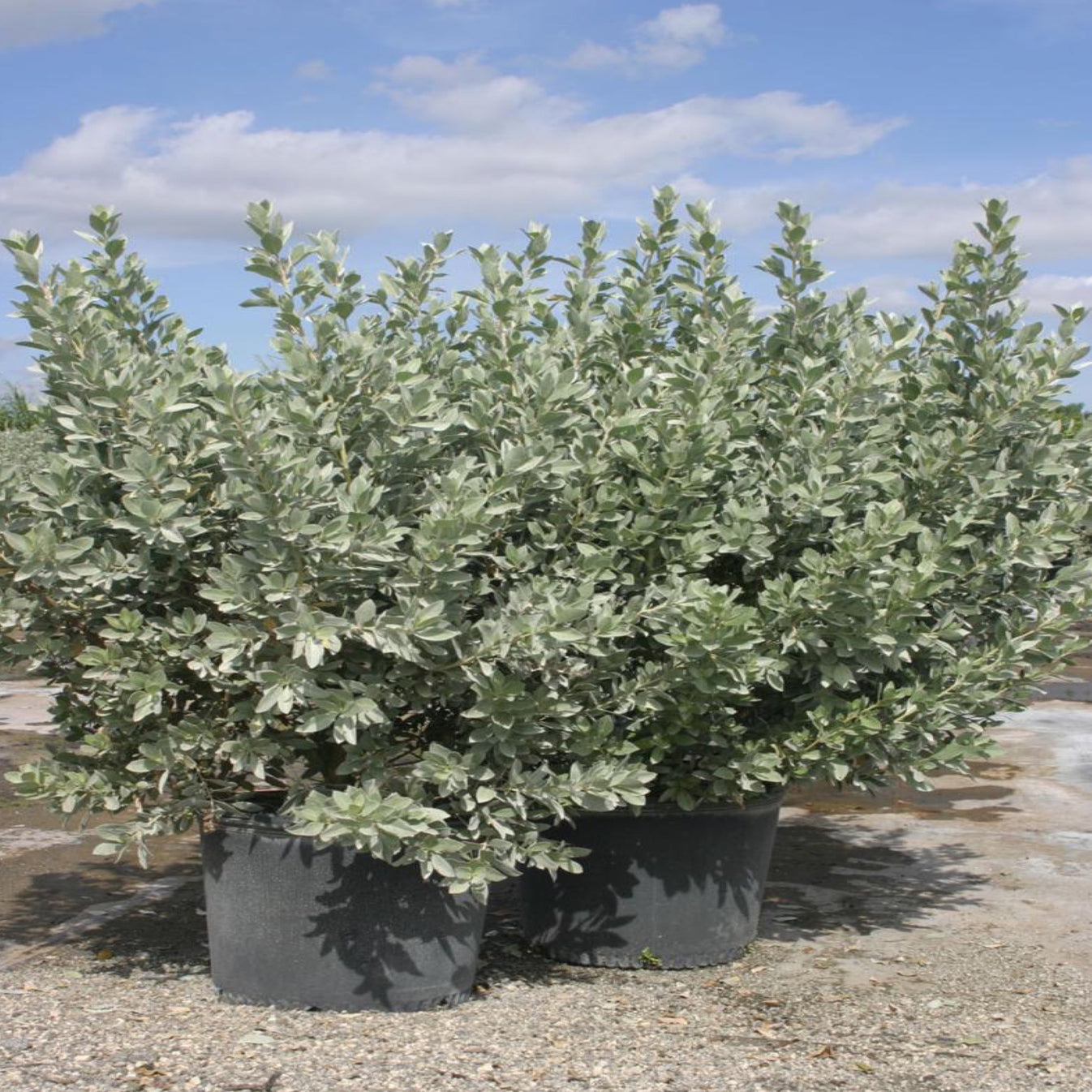 Silver Buttonwood – Jungle Plants