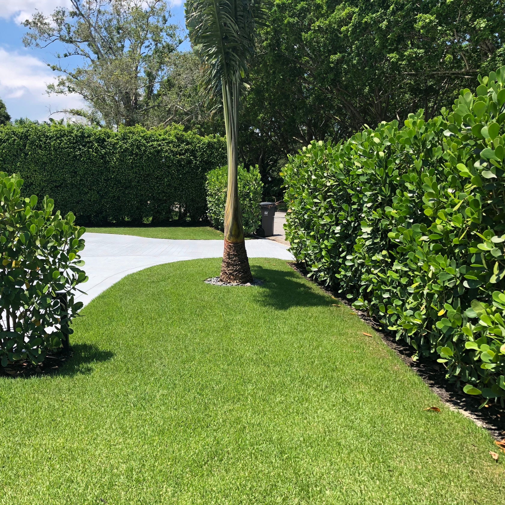 Clusia Hedge – Jungle Plants