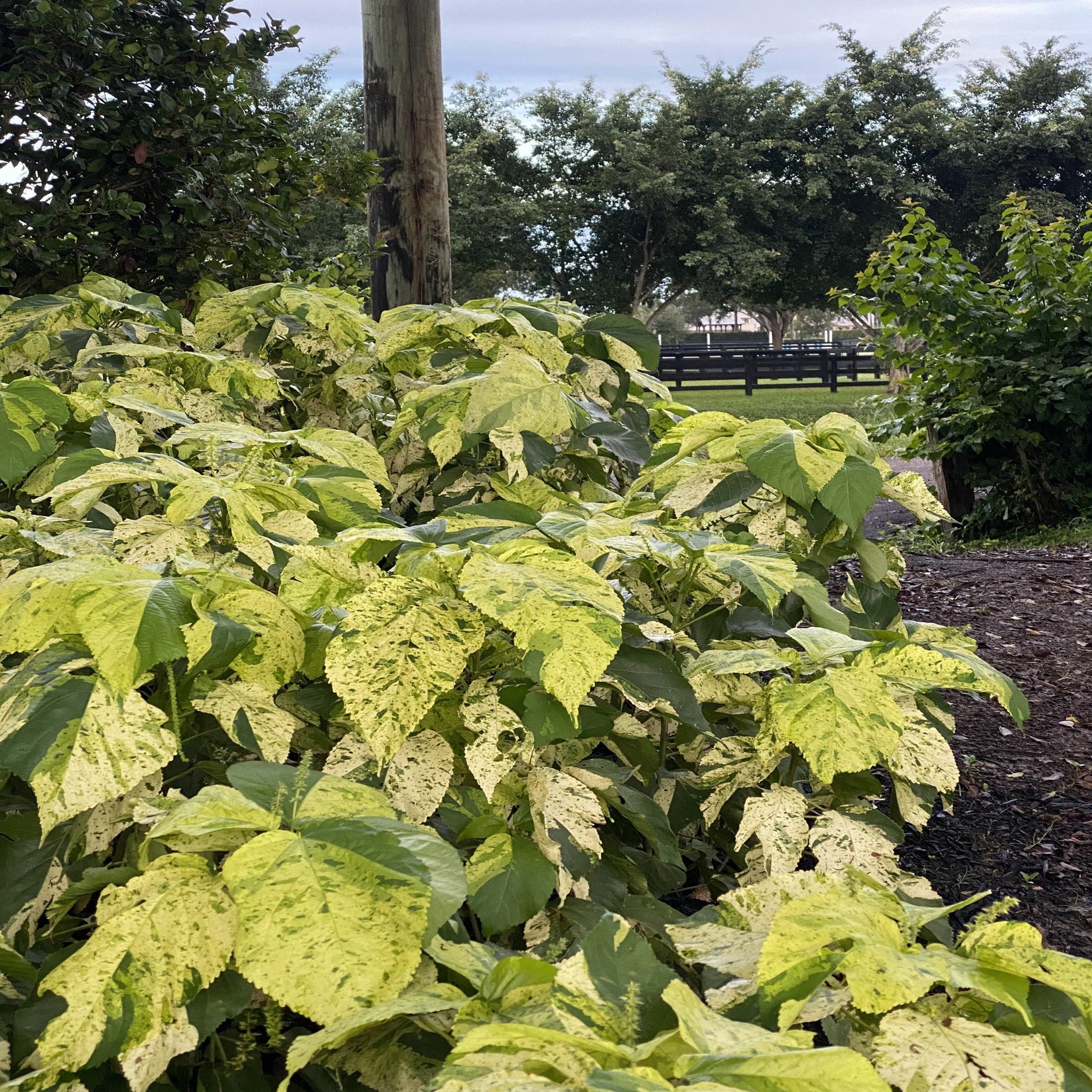 CopperLeaf - Yellow – Jungle Plants