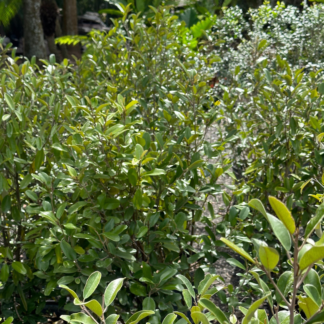 Jamaica Caper – Jungle Plants
