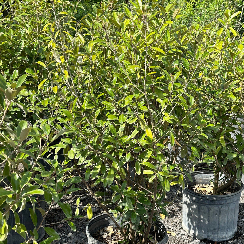 Jamaica Caper – Jungle Plants