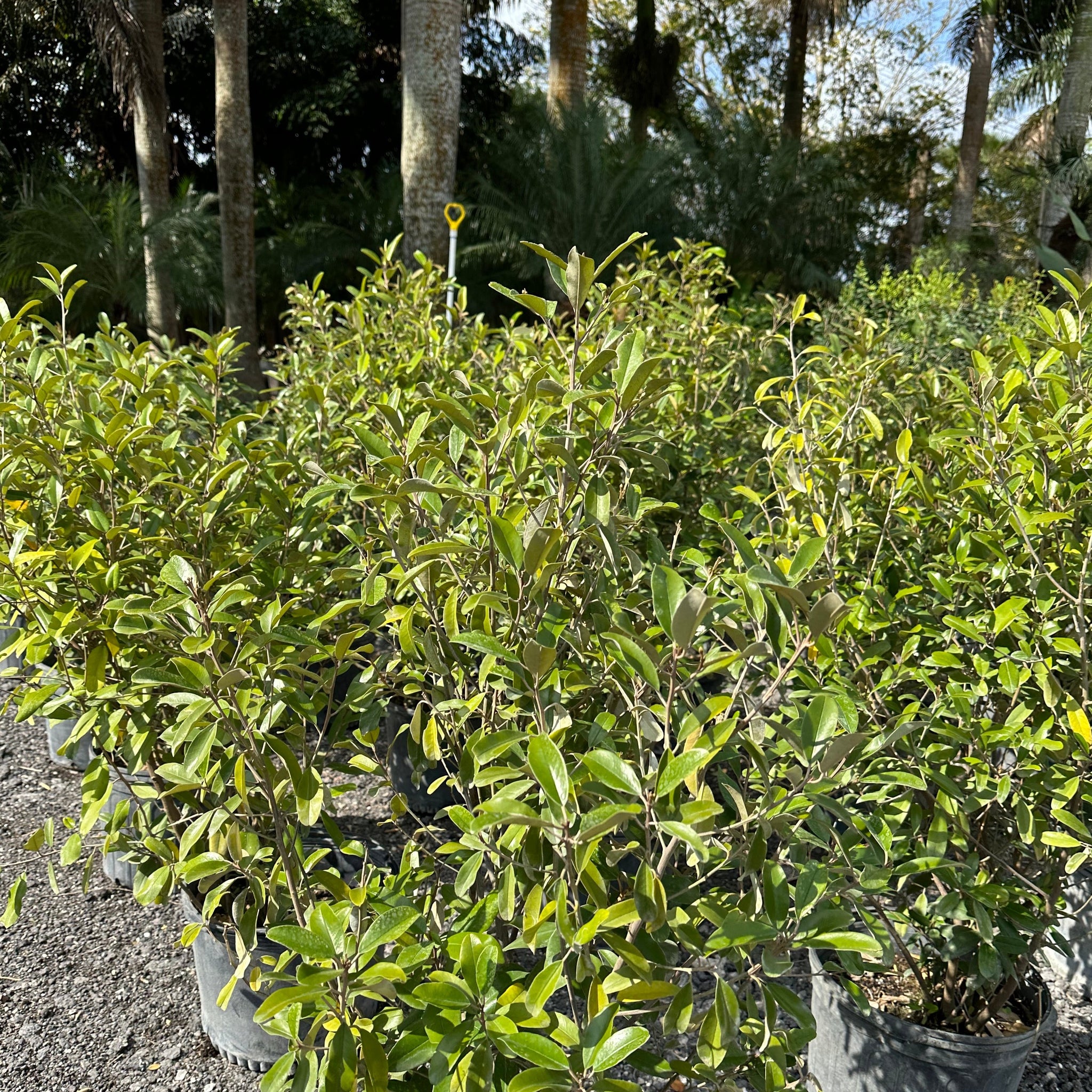 Jamaica Caper – Jungle Plants