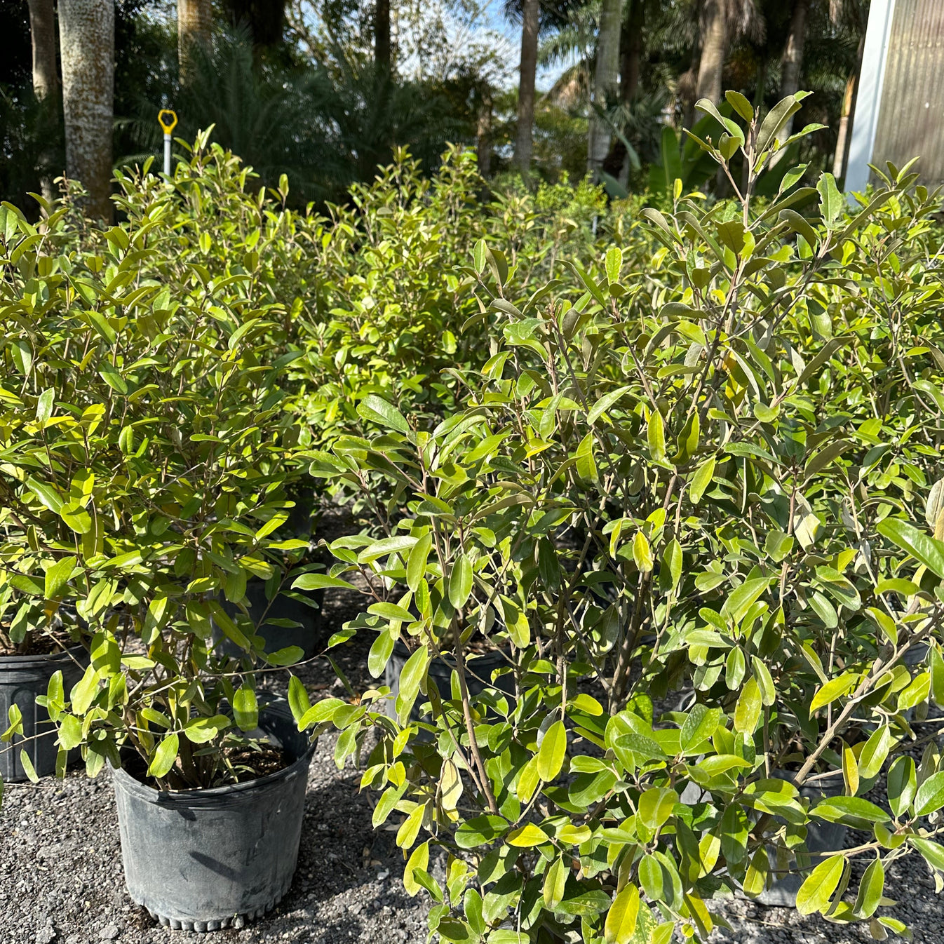 Jamaica Caper – Jungle Plants