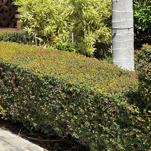 Dwarf Yaupon – Jungle Plants