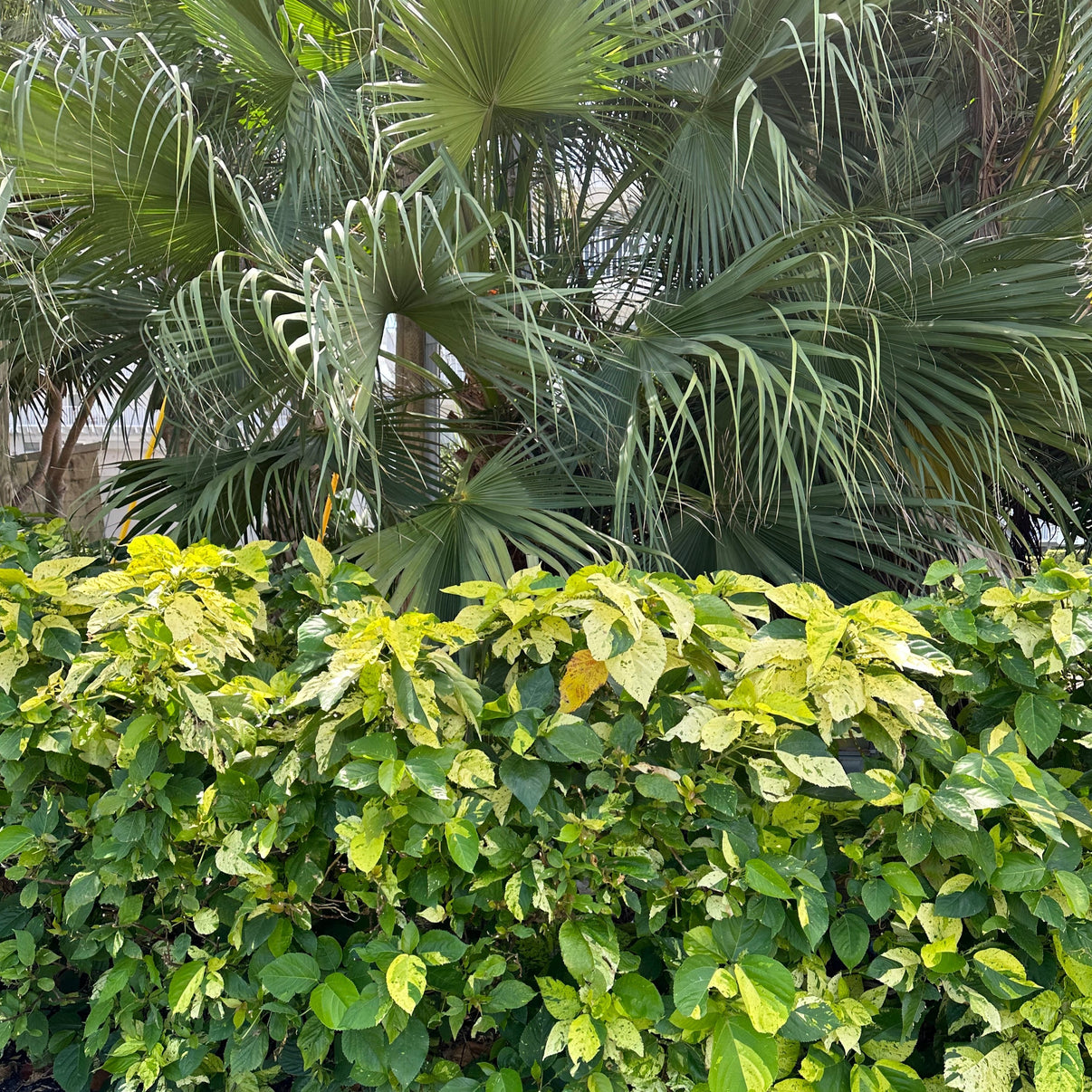 CopperLeaf - Yellow – Jungle Plants