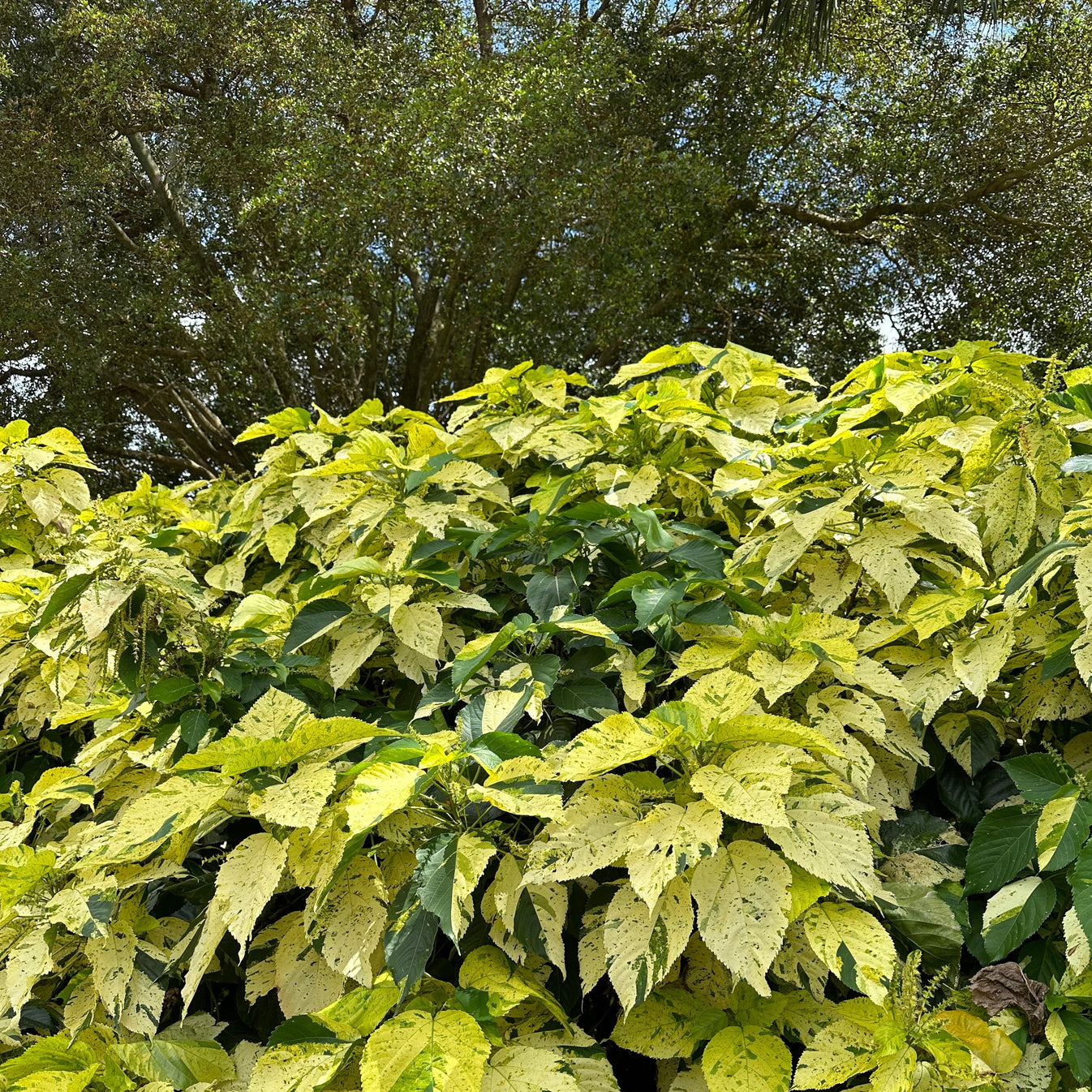 CopperLeaf - Yellow – Jungle Plants