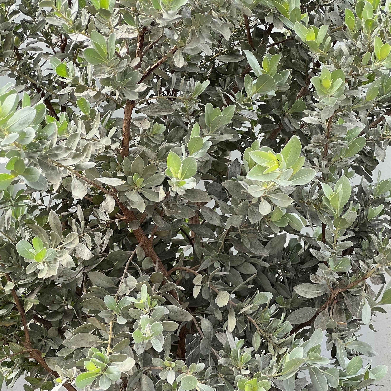 Silver Buttonwood – Jungle Plants