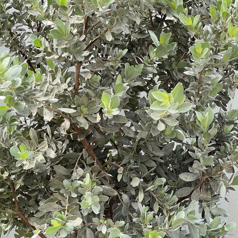 Silver Buttonwood – Jungle Plants
