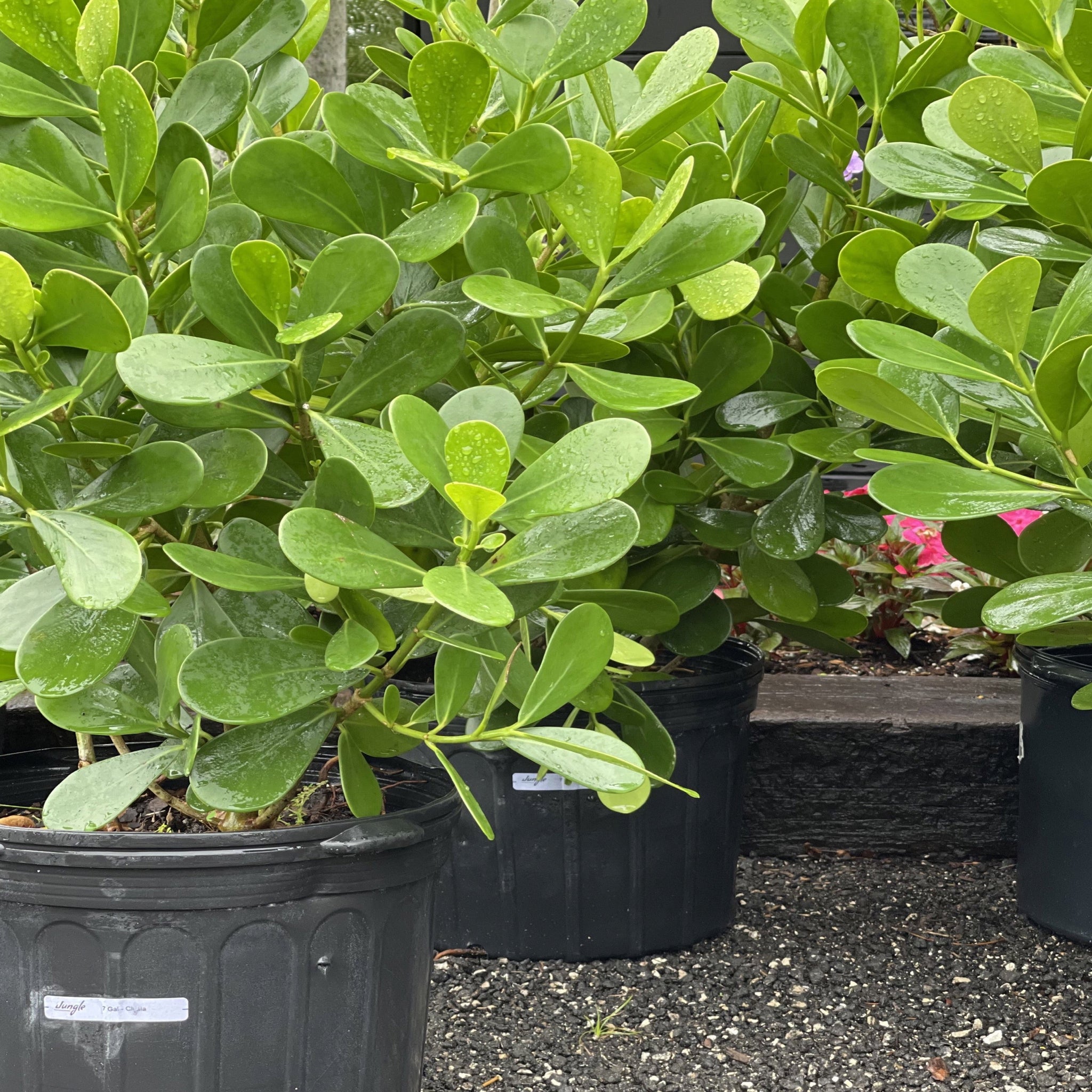 Clusia Hedge – Jungle Plants