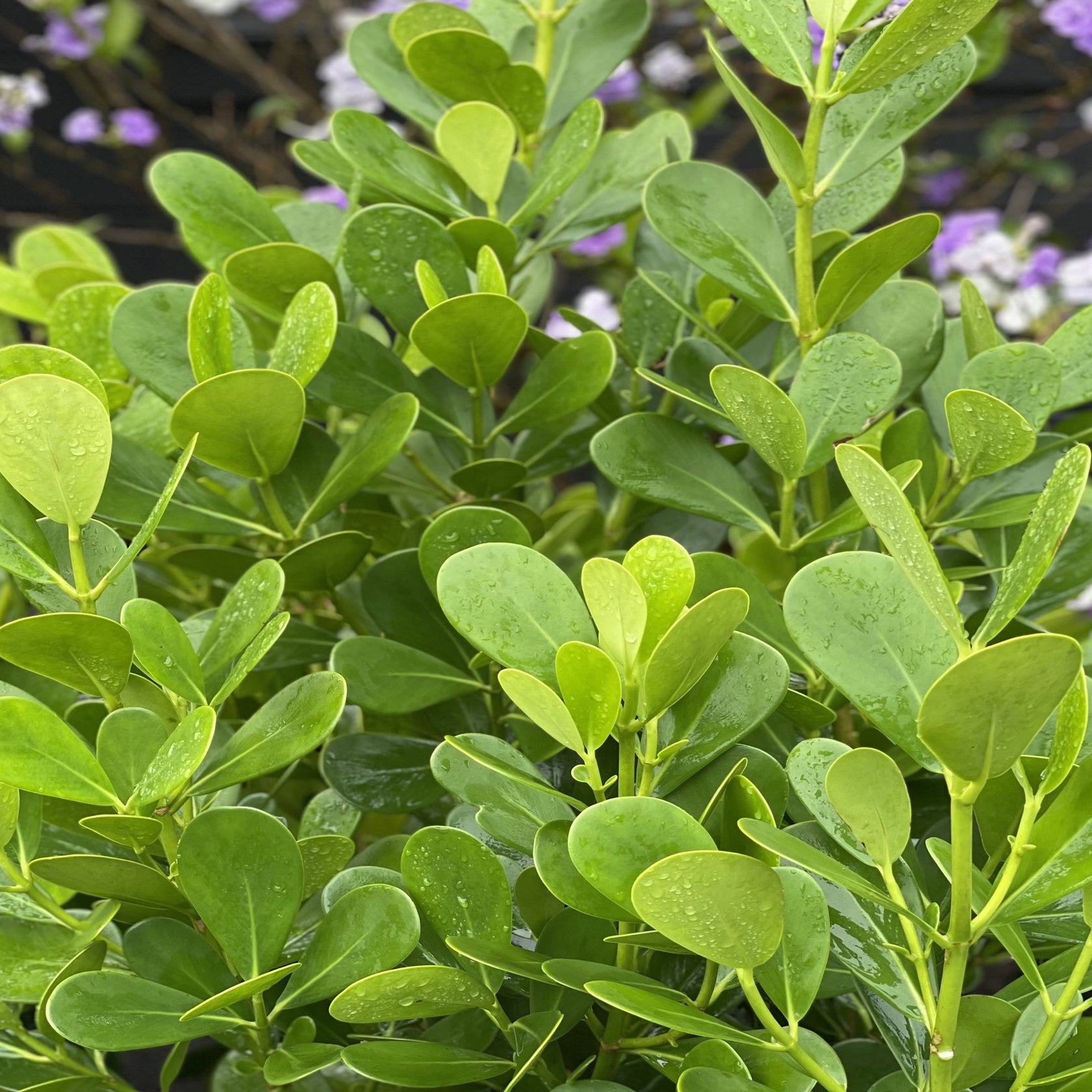 Clusia Hedge – Jungle Plants