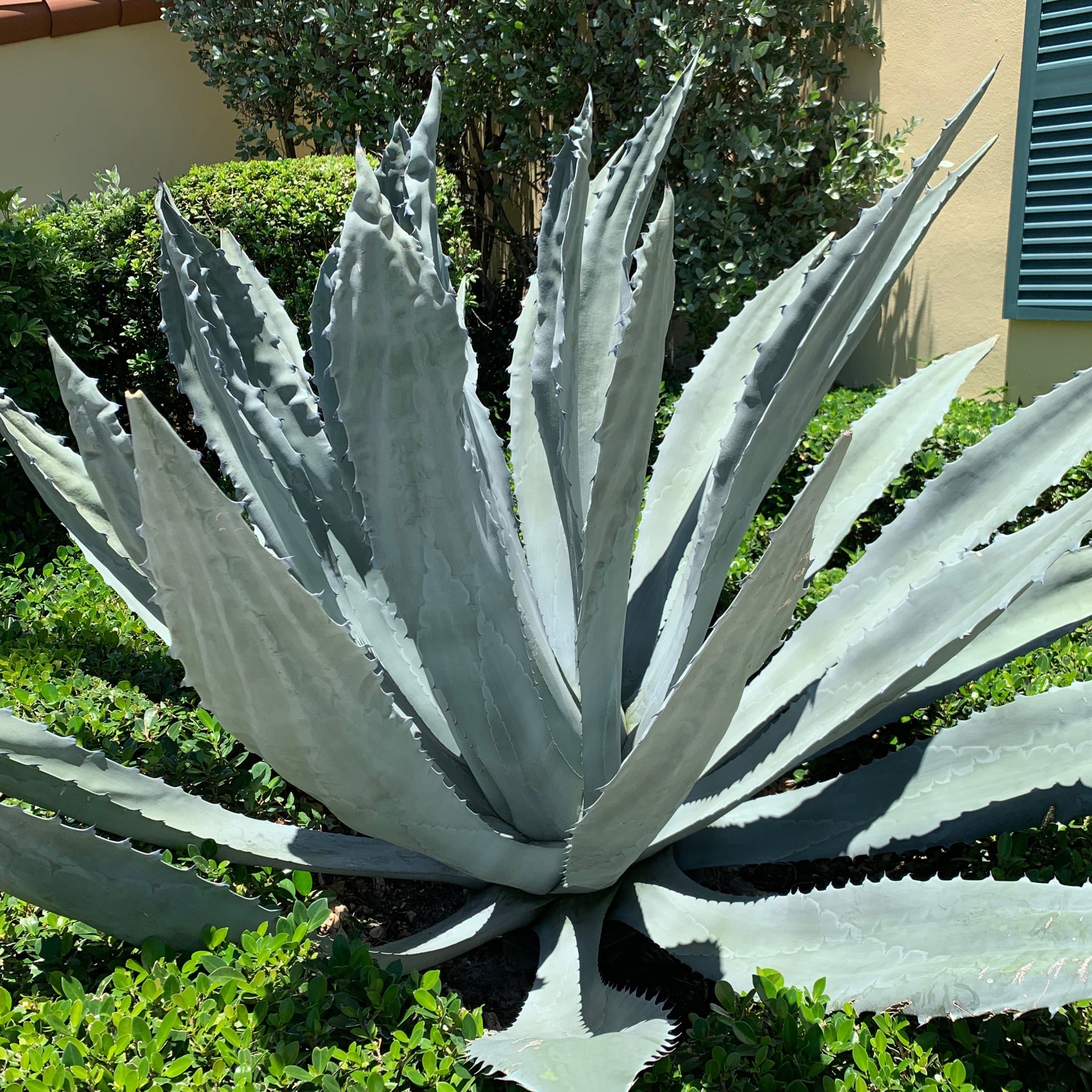 Blue Agave – Jungle Plants