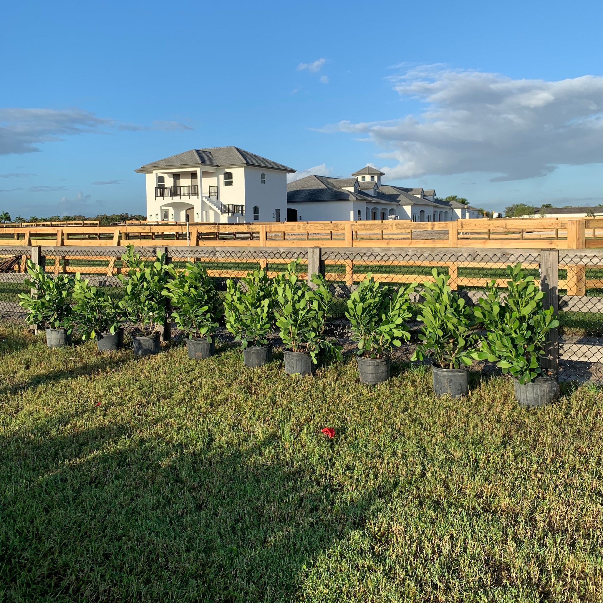 Clusia Hedge – Jungle Plants