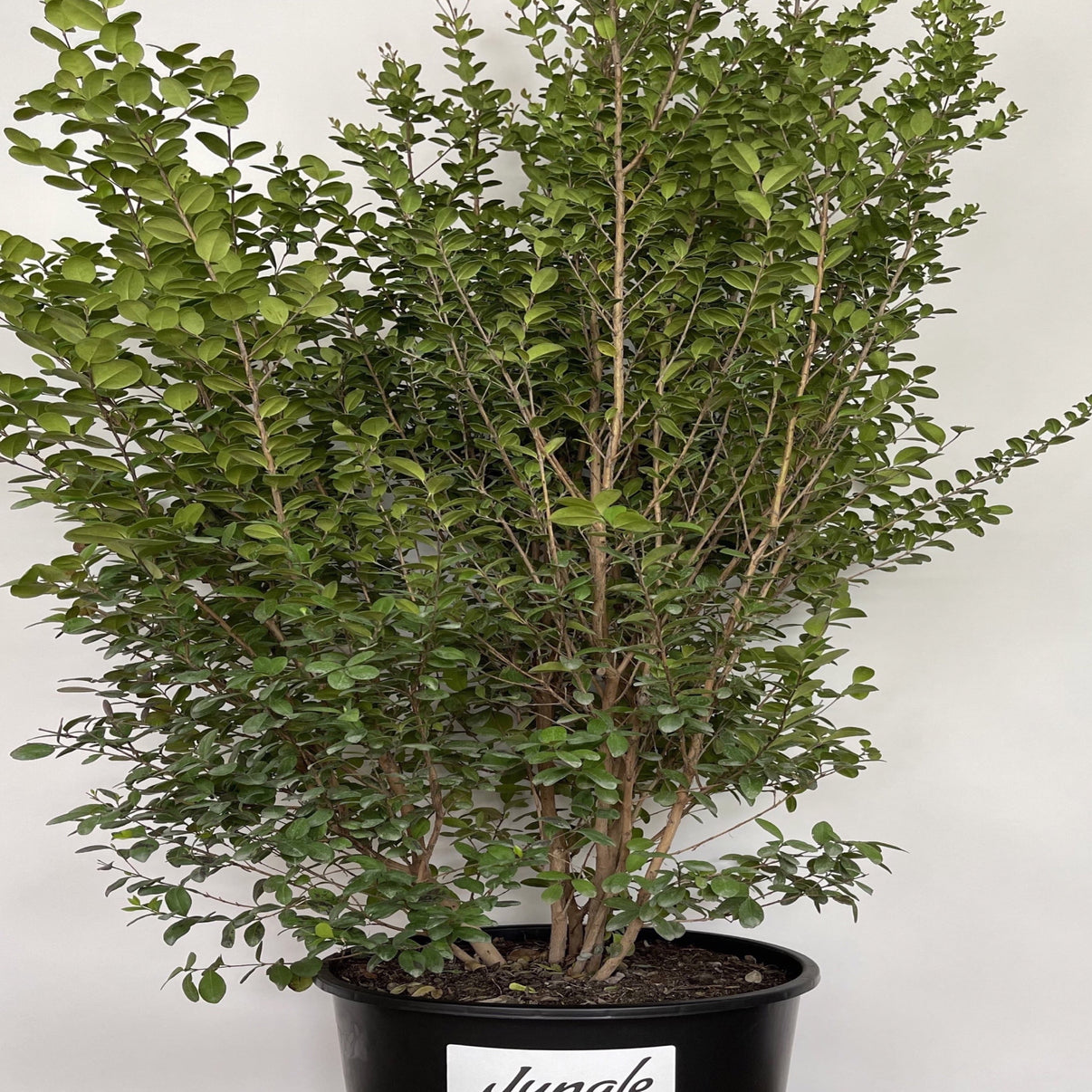 Simpson Stopper – Jungle Plants