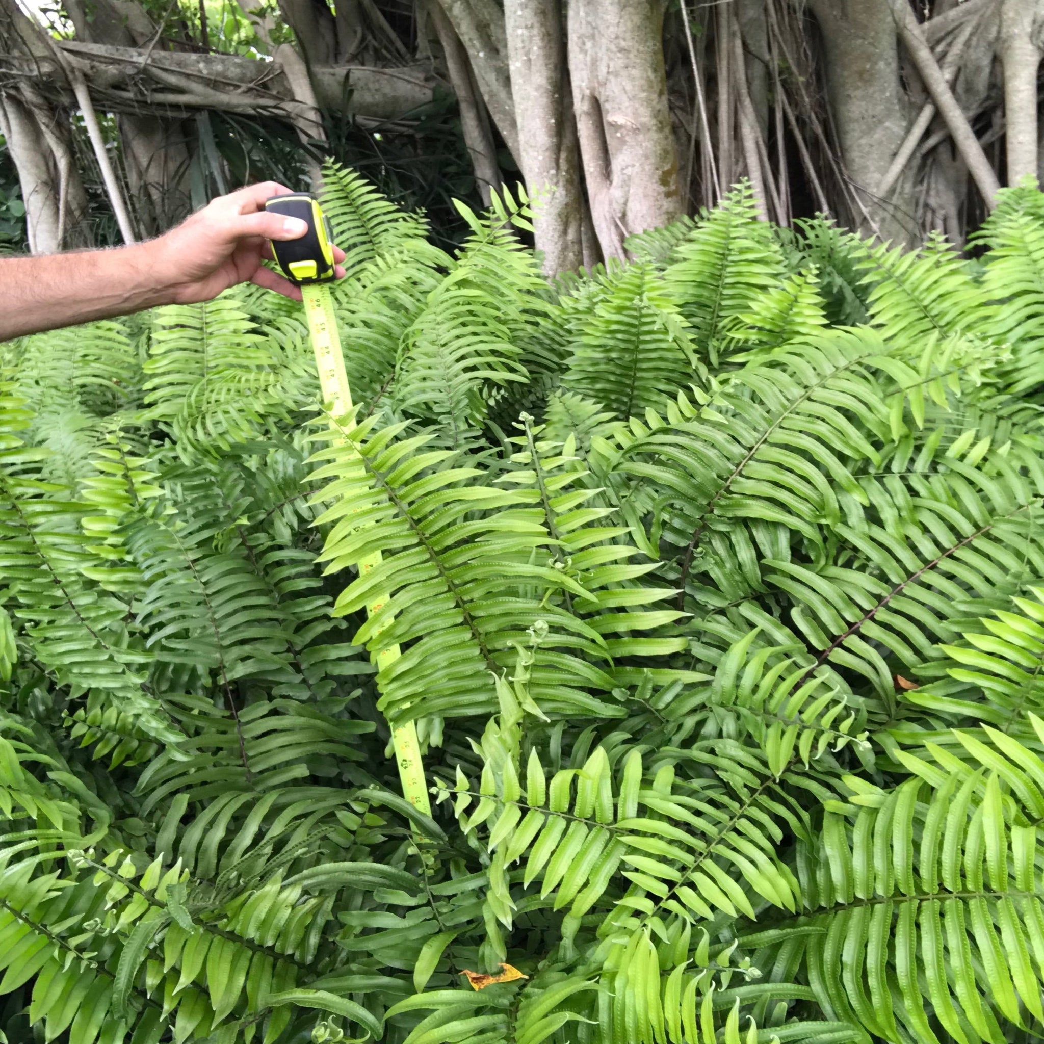 Macho Fern – Jungle Plants