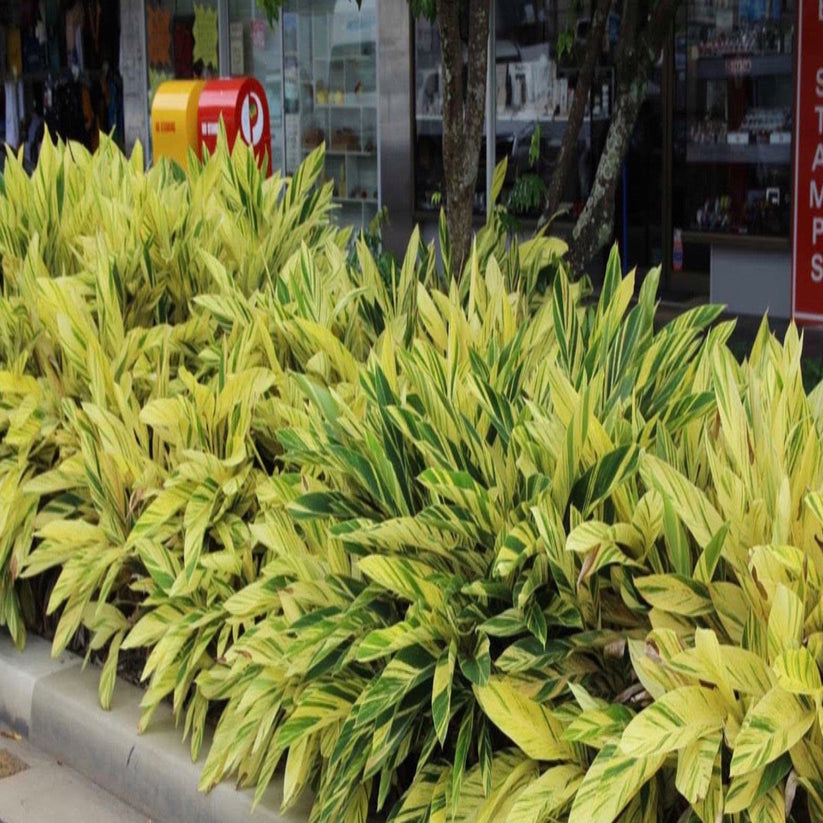 Variegated Ginger – Jungle Plants