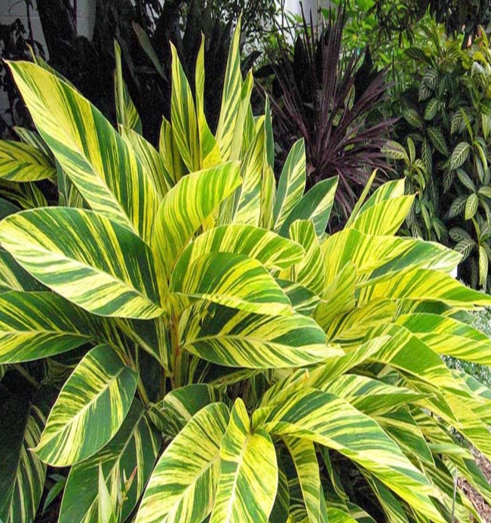 Variegated Ginger – Jungle Plants