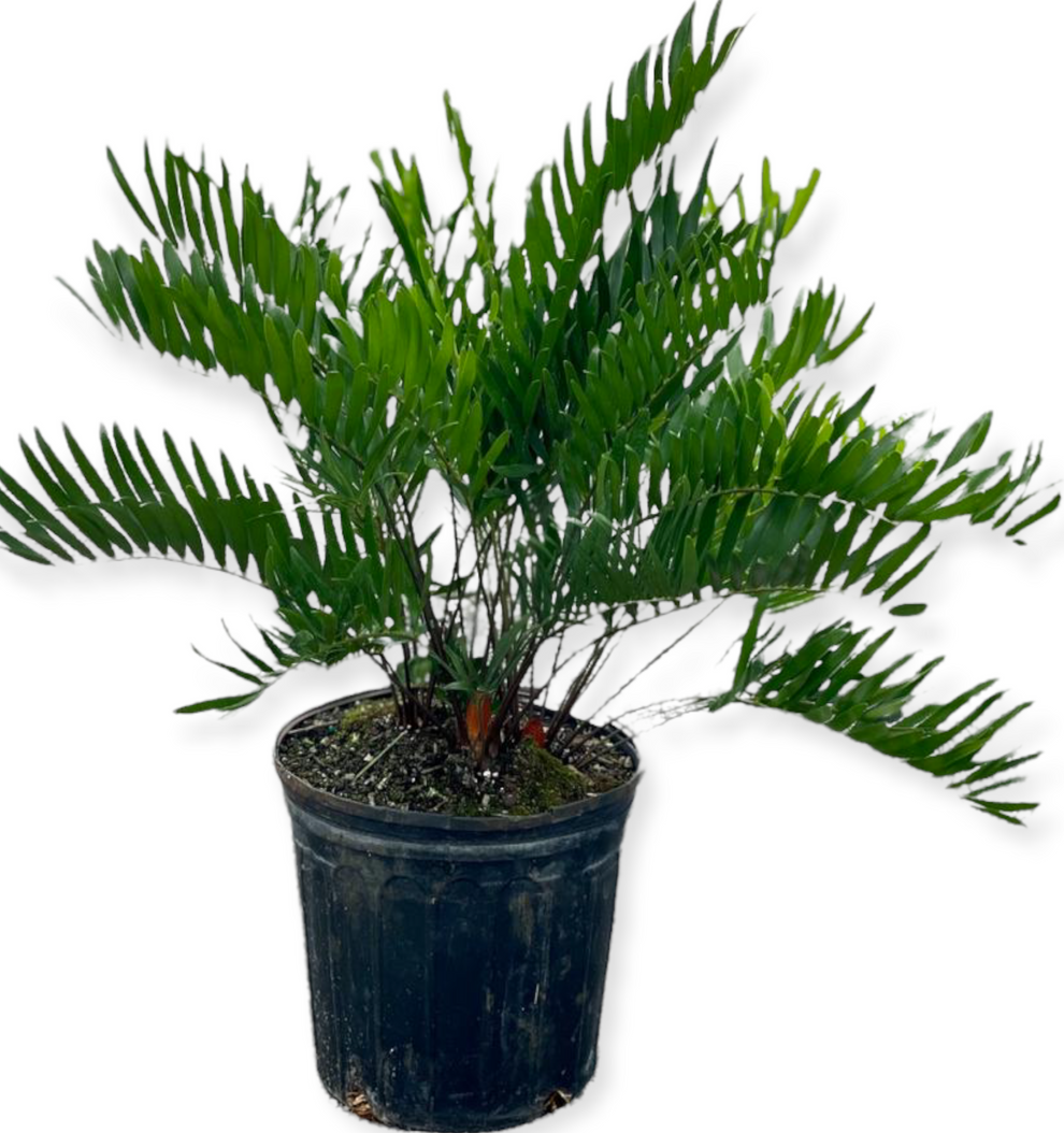 Coontie – Jungle Plants
