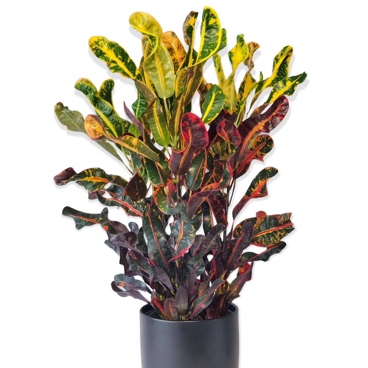 Croton 'Mammey' – Jungle Plants