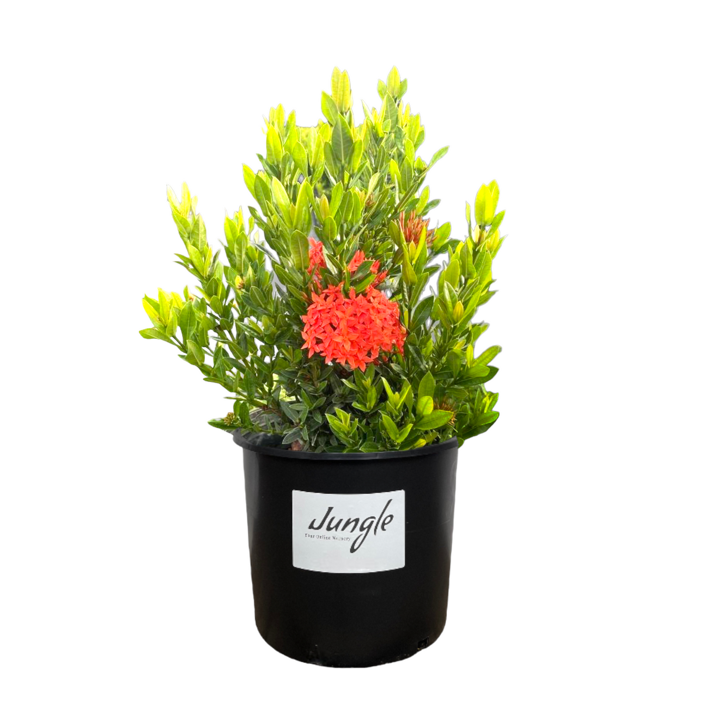 Dwarf Ixora Red – Jungle Plants