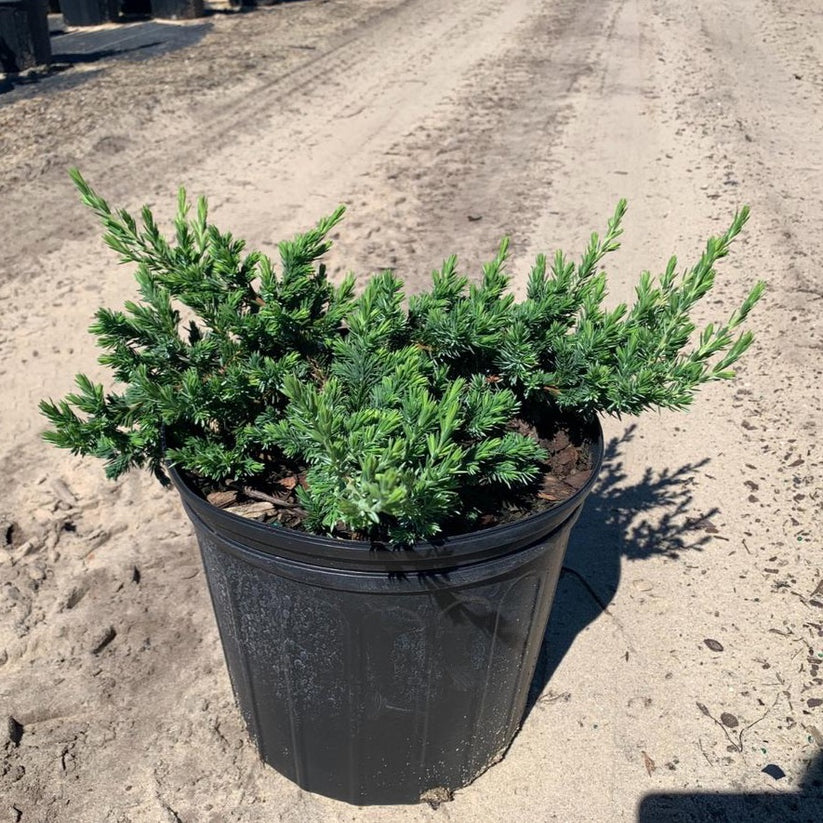 Juniper 'Blue Pacific' – Jungle Plants