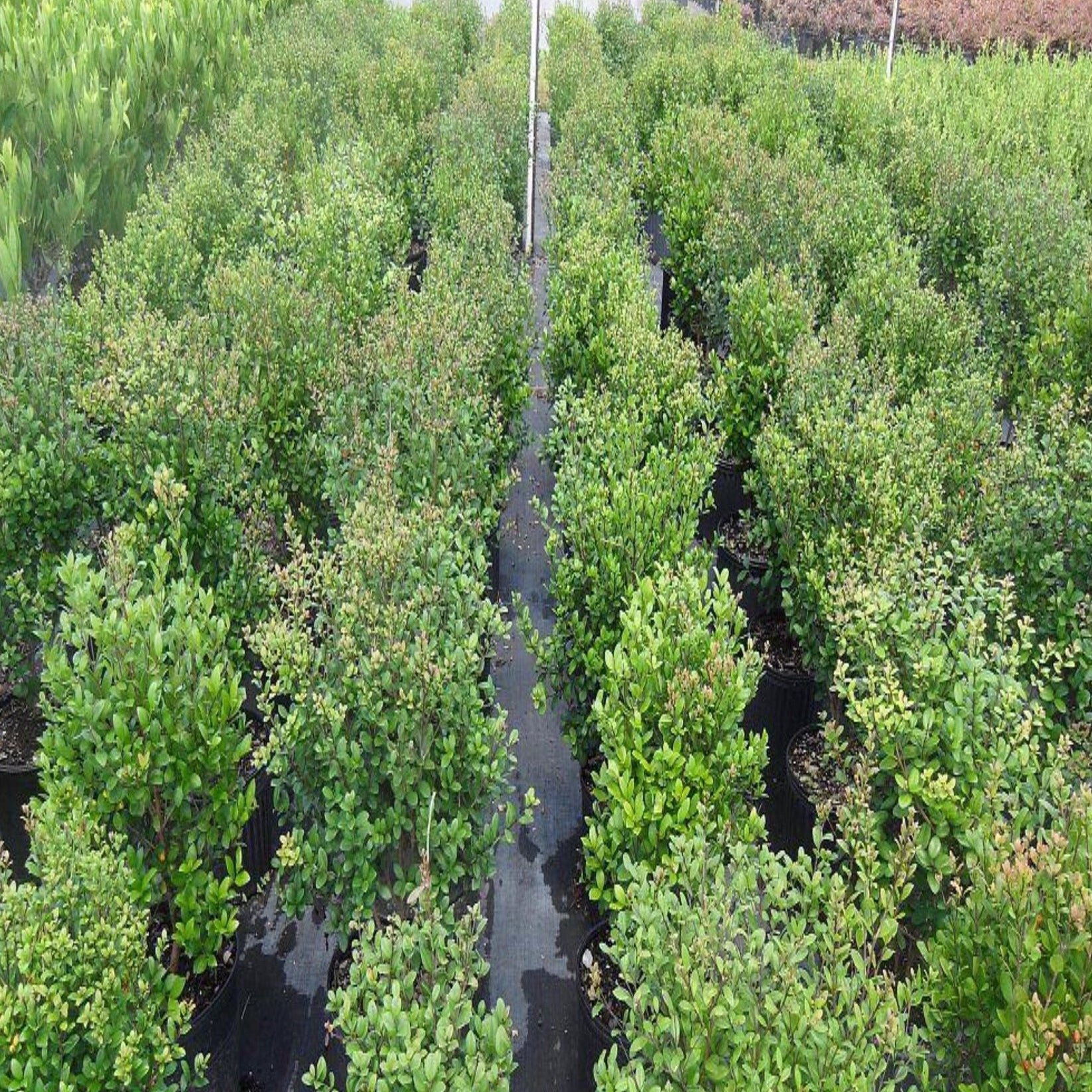 Simpson Stopper – Jungle Plants